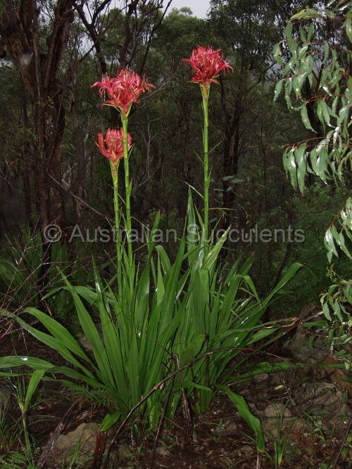 Doryanthes excelsa - Alchetron, The Free Social Encyclopedia