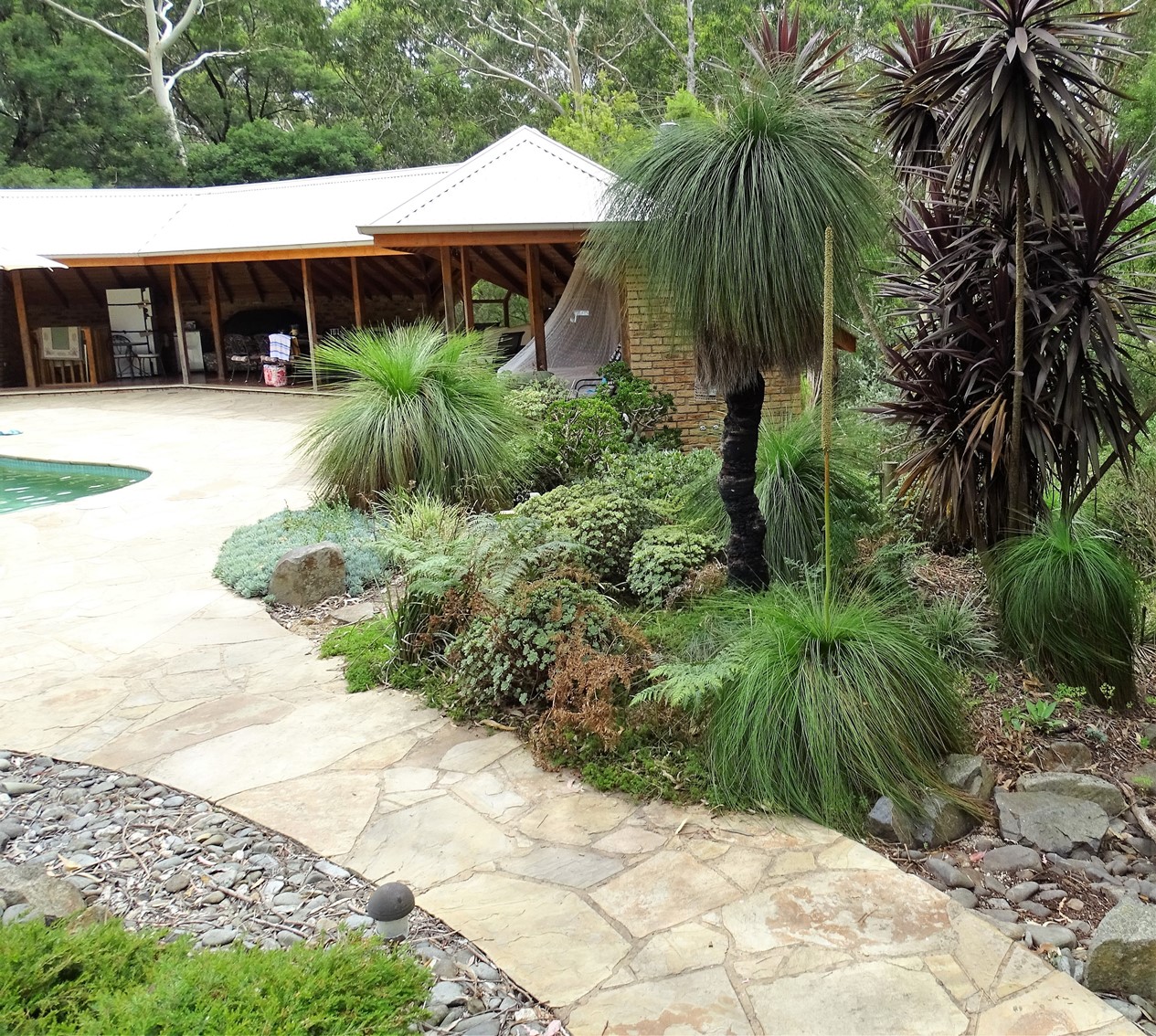 Australian Succulents - Grass trees